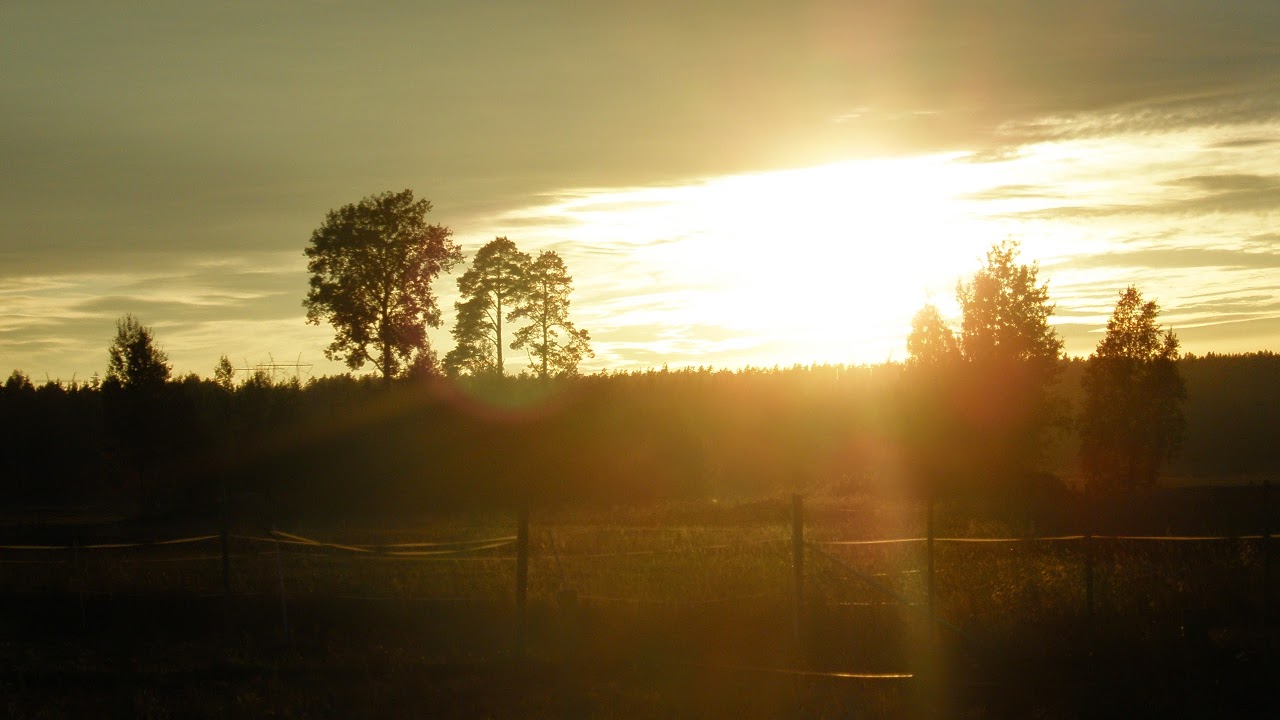 Hat Dag Cat – livestriimi - YouTube