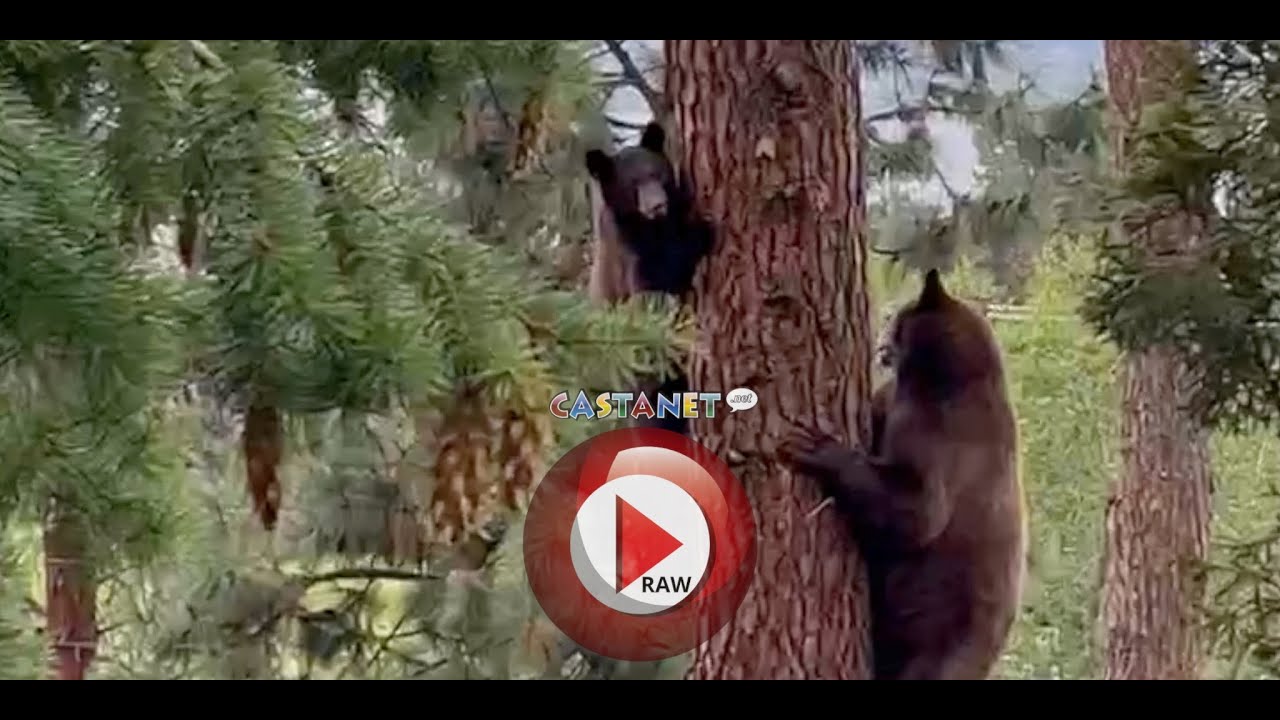 Raw: bears climb tree - YouTube