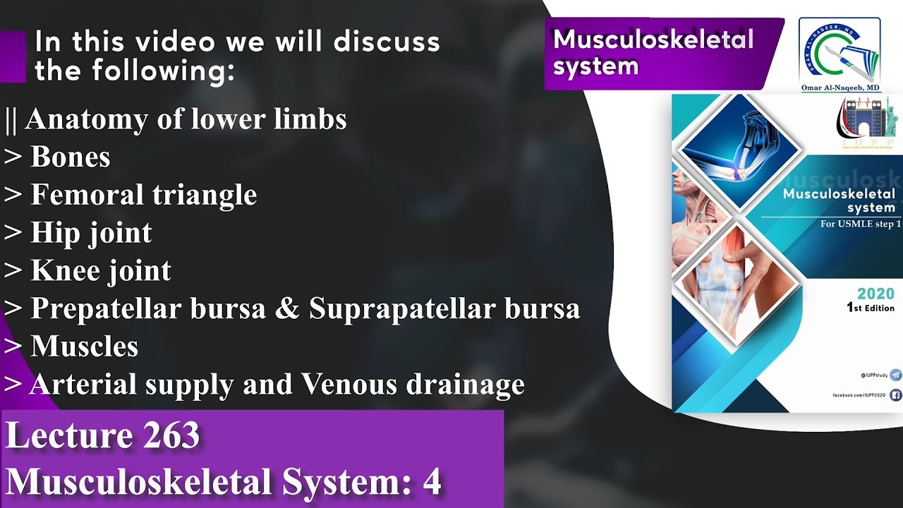 Femoral triangle | Knee joint | Arterial supply and Venous drainage of ...