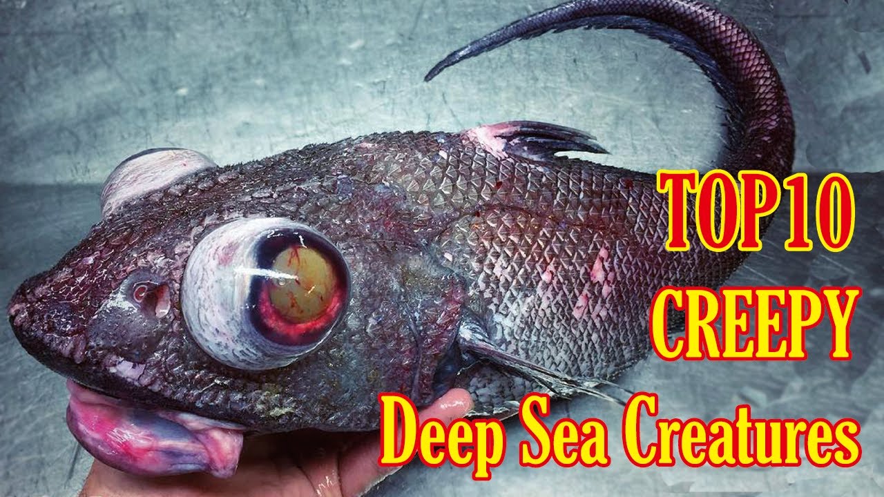 TOP 10 CREEPY Deep Sea Creatures Ever Discovered 💀 - YouTube