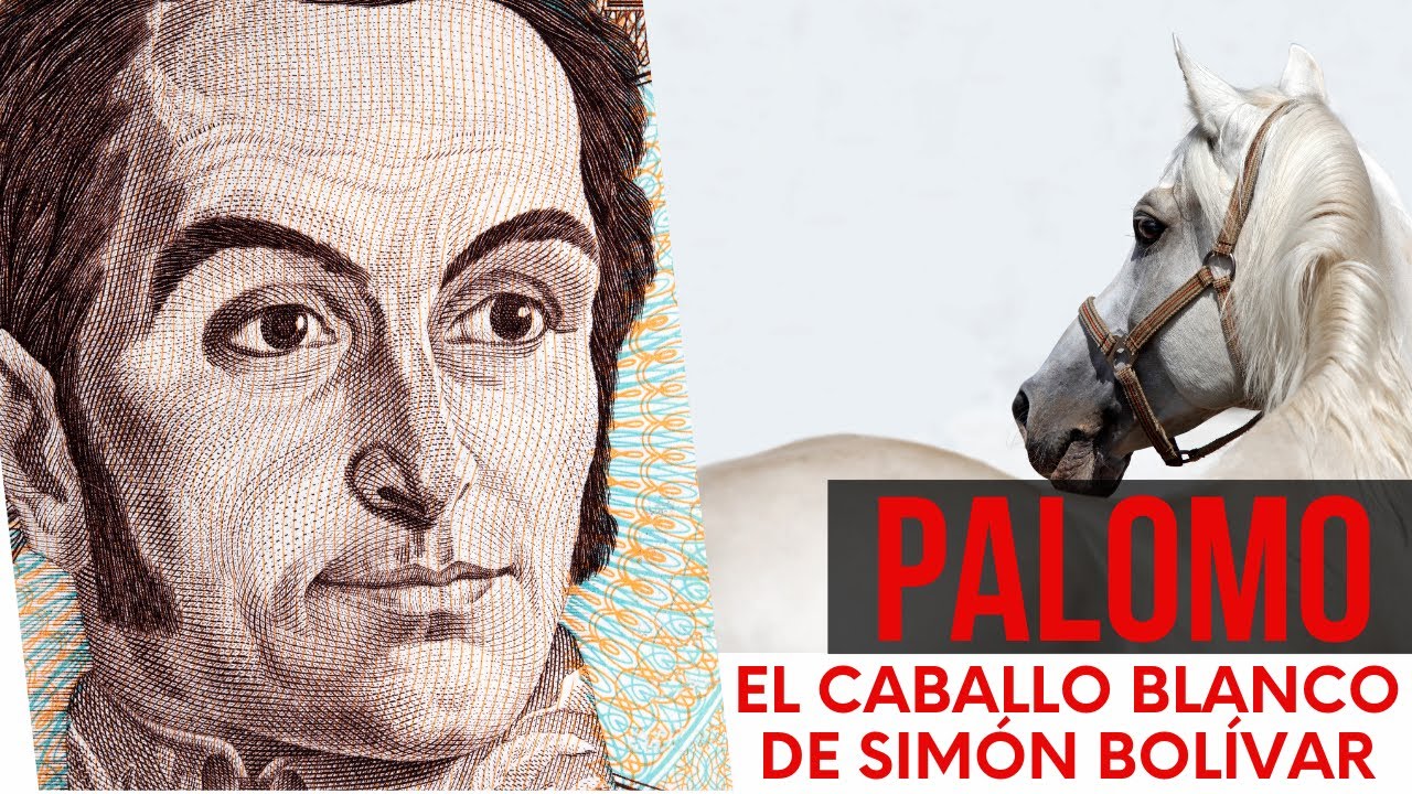 Palomo, El caballo blanco de Simón Bolívar EL LIBERTADOR - YouTube
