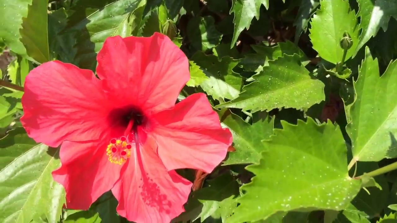 Hibiscus Rosa Sinesis Red Flowers In Garden #hibiscus#gardening # ...