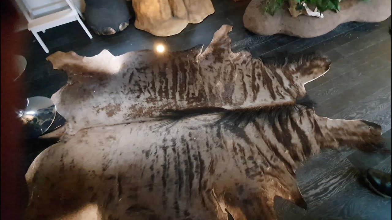 Inside British Trophy Hunters' Trophy Rooms - YouTube