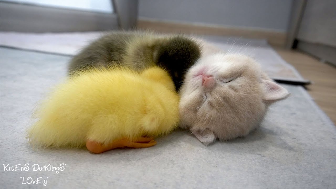 Baby ducks went to sleep next to the kitten The charming life of ...