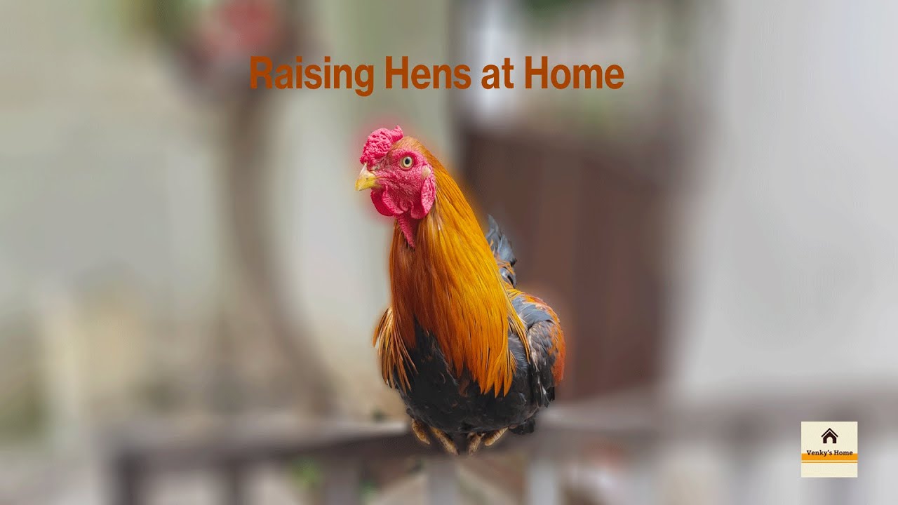 Raising Hens: How to grow Hens at Home - YouTube