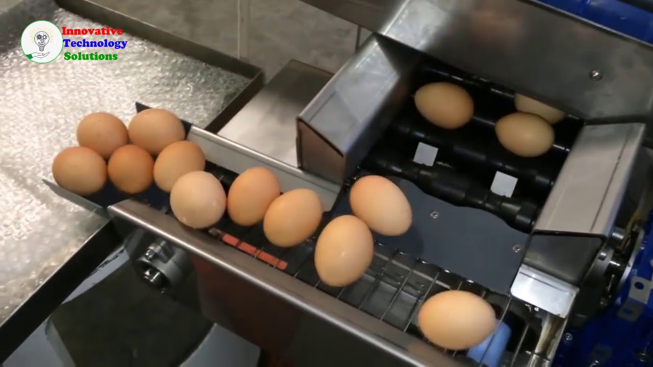Amazing Modern Automatic Egg Packing Machine Transportation Collecting ...
