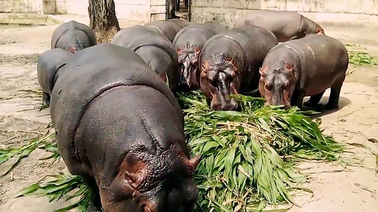 jolhosti ! Wow! How big size Jol hosti.... - YouTube