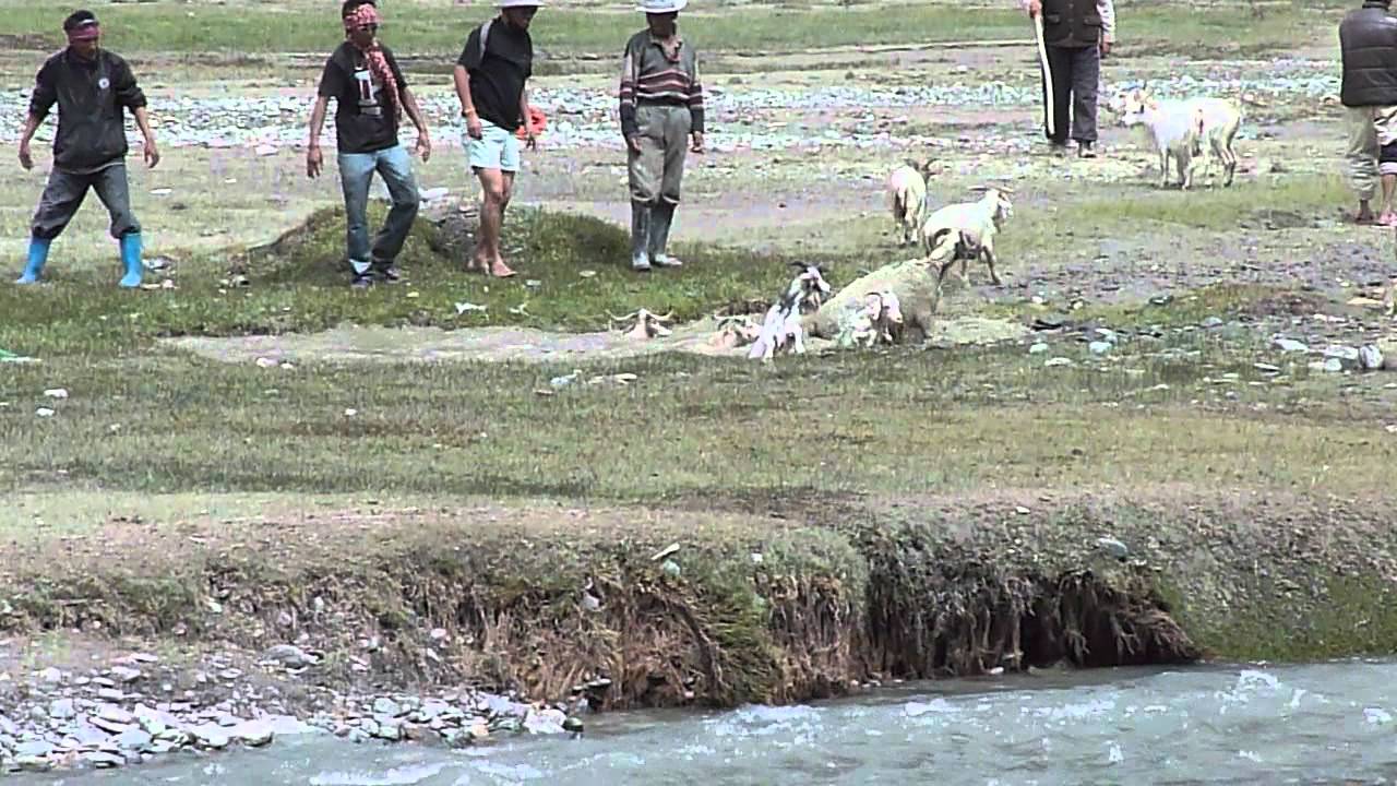 Sheep/Goat dunking in Ladakh - YouTube