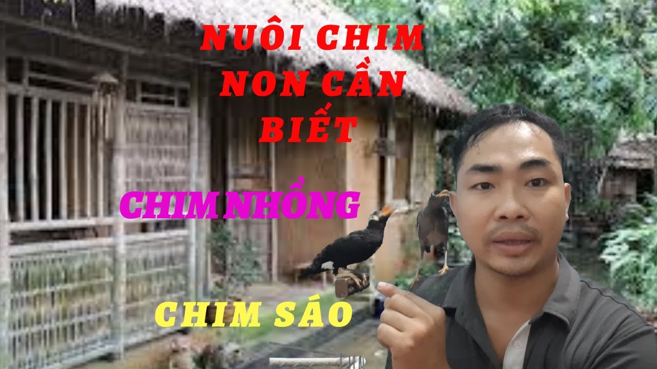 Nuôi chim nhồng non /chim sáo non những điều cần biết/kinh nghiệm nuôi ...