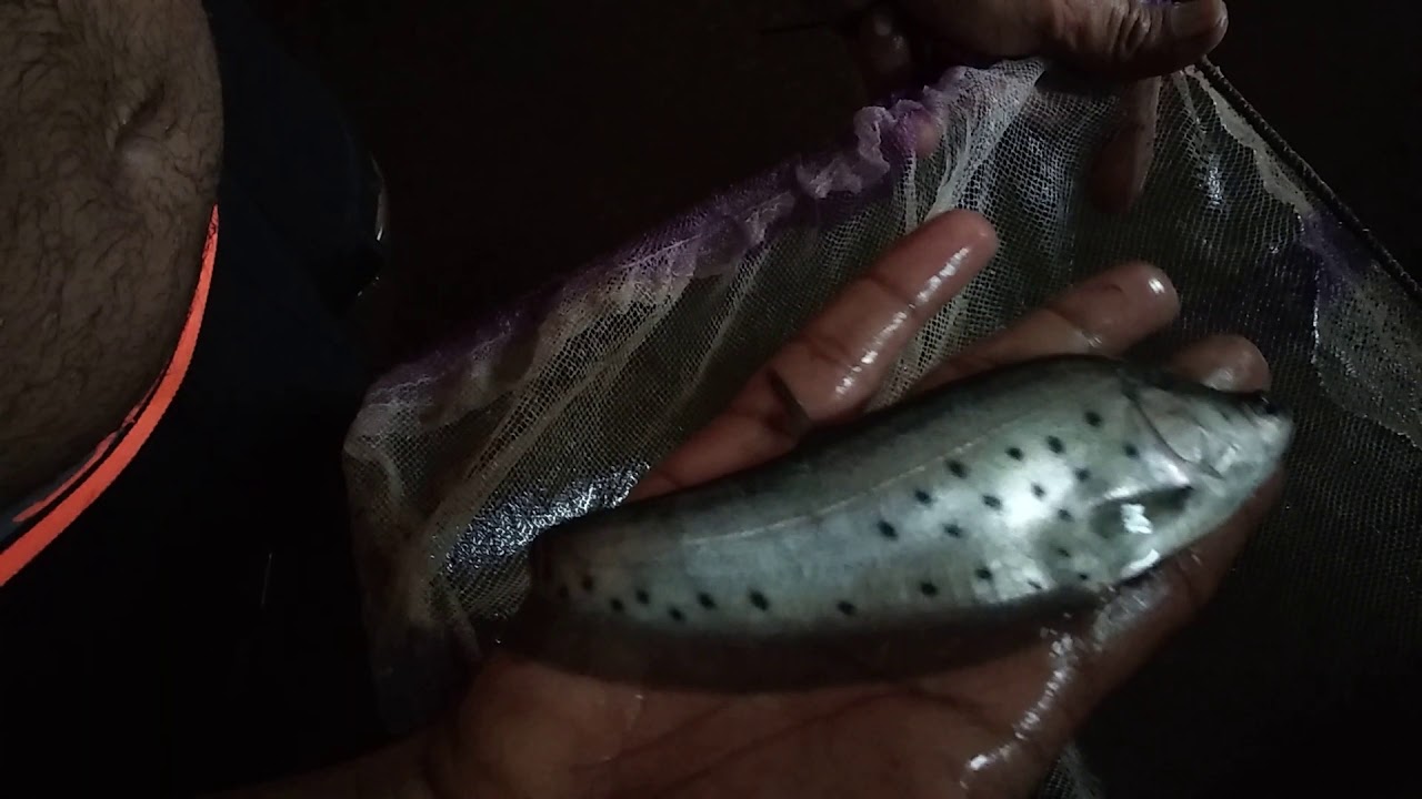 Chital fish growth in 40 days - YouTube