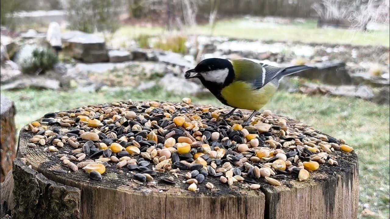 24 01 2025 ptactvo na krmítku / birds at the feeder - YouTube