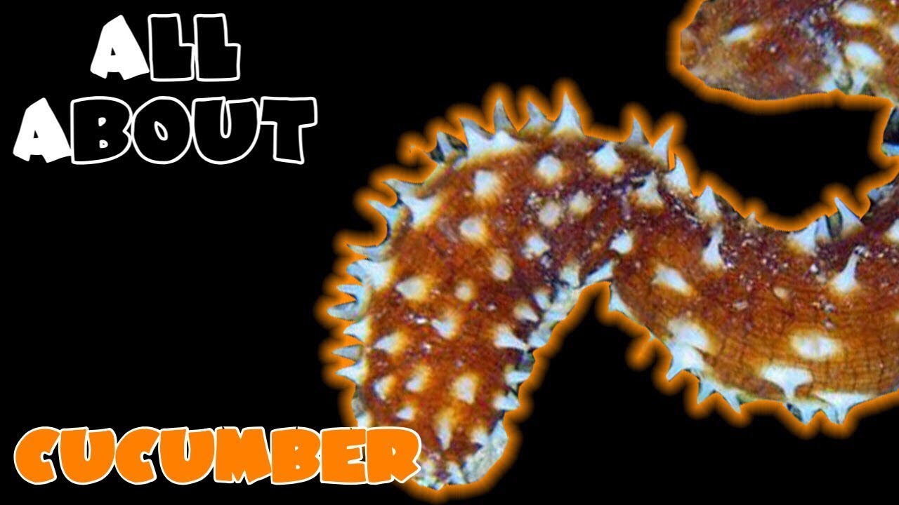 All About The Sea Cucumber or Tiger Tail Cucumber - YouTube