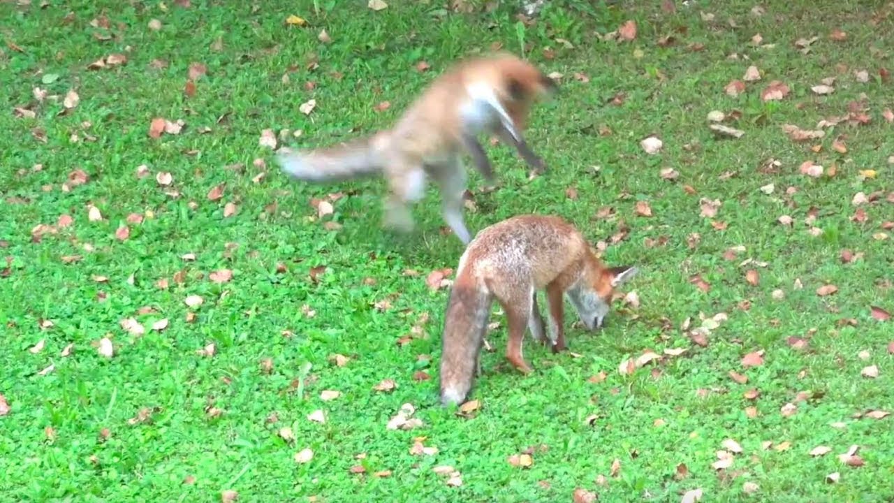 Cute young foxes playing in the park - YouTube