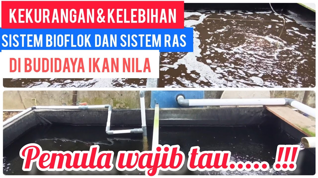 Kekurangan Dan Kelebihan Sistem Bioflok Dan Sistem Ras Di Budidaya Ikan