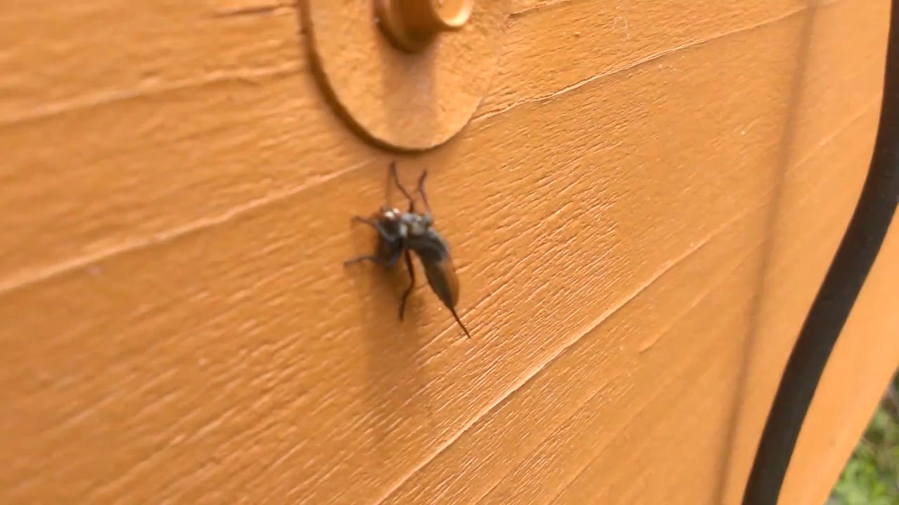 Big fly attacks - YouTube