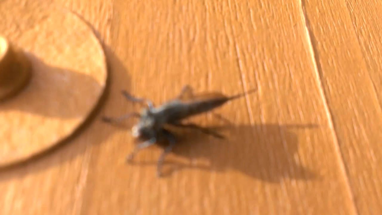 Big fly attacks - YouTube