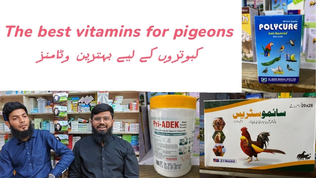 The best vitamins for pigeons | Kabotro k leya bahtreen vitamins ...
