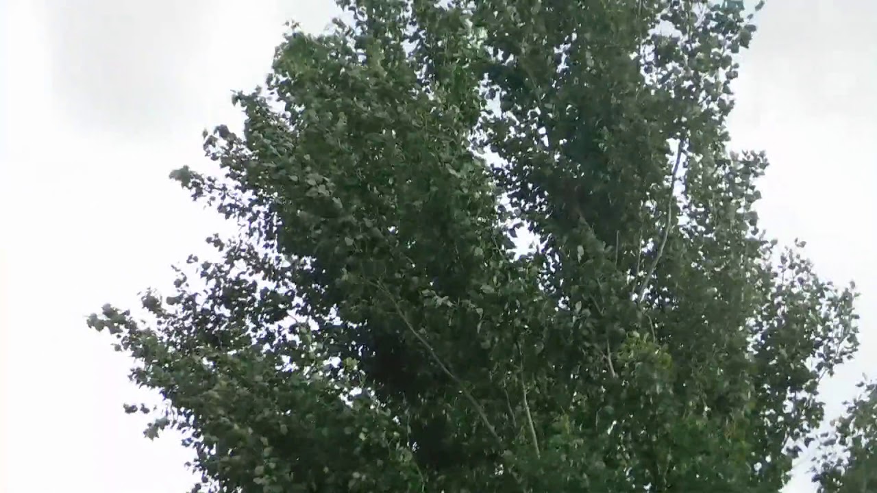 Tree Swaying On Huge Wind And Rain - Free Stock Creative Commons Video ...