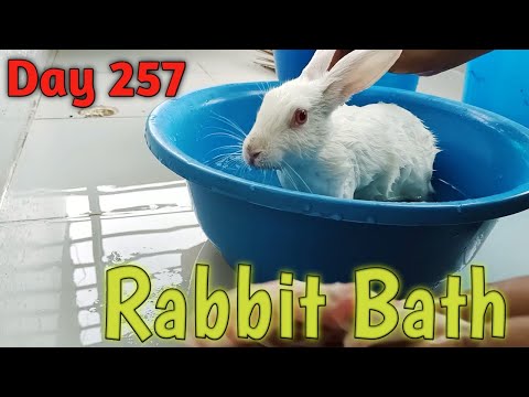 Day 257! Cute Rabbits Hot Summer Bath! How to Bath Rabbit with warm Water!