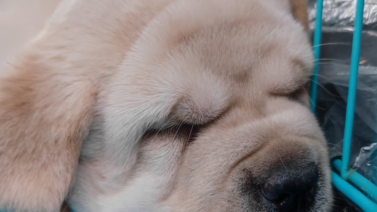 Chinese Labrador or English Labrador || Doggyz world Kennel - YouTube