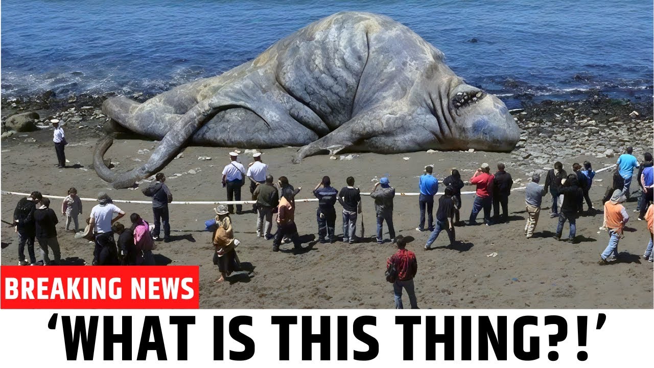 Oregon Locals Discovered a Giant Unknown Sea Creature That Shouldn’t ...