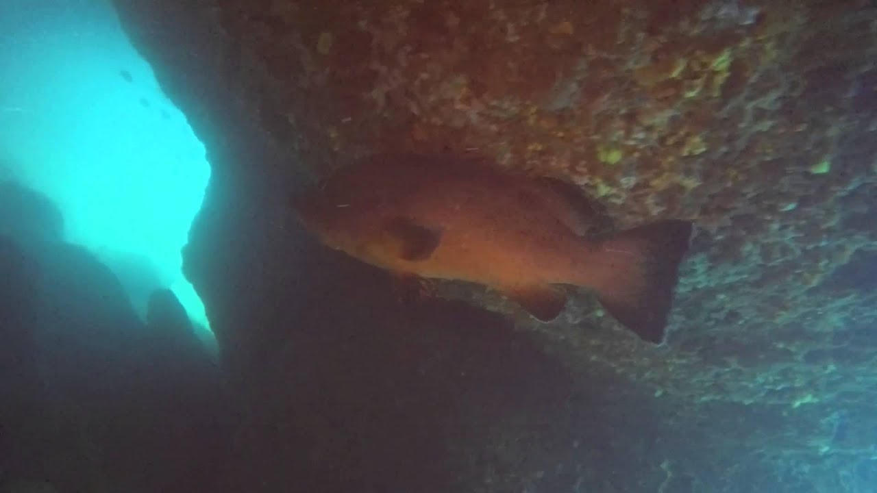 Isole Medas - Delphin - YouTube