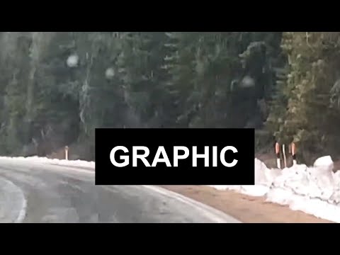 2 wolves hunt down & viciously attack a moose in BROAD daylight in Northern Idaho [2020].