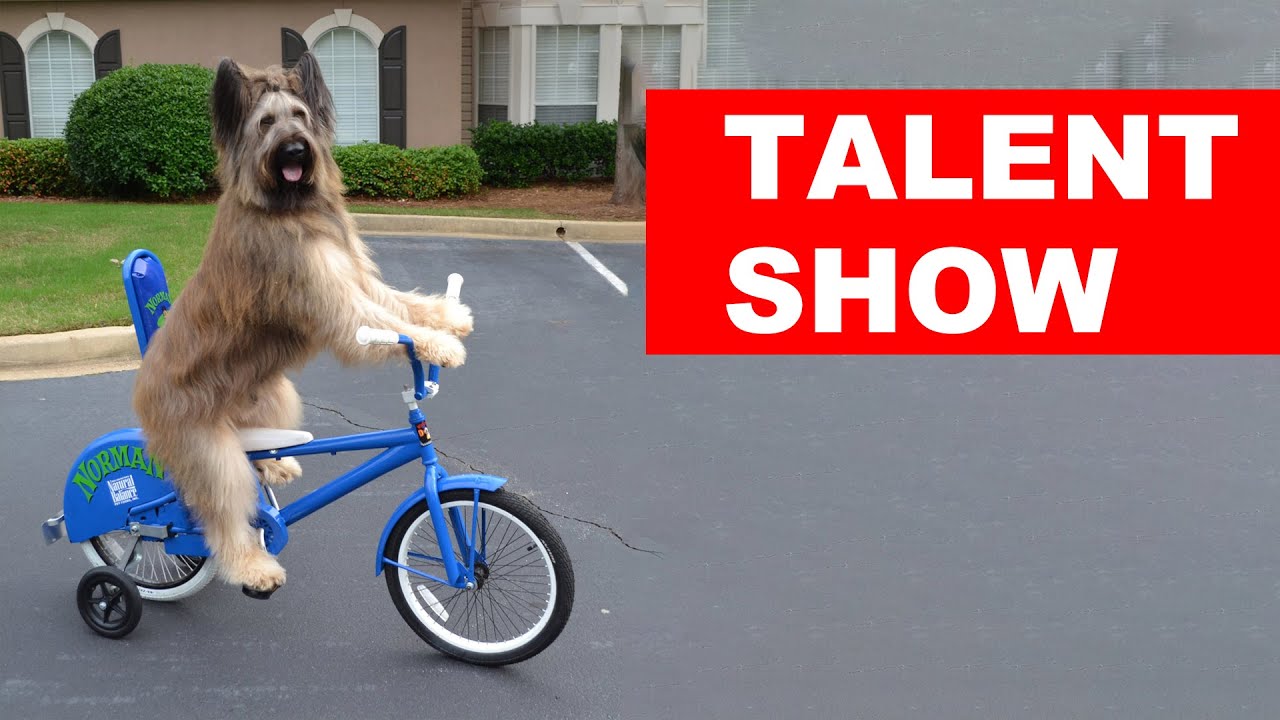 Animals Got Talent Compilation 2019 | Funny Animals Videos - YouTube