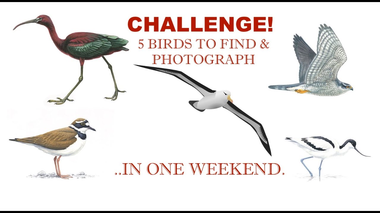 BIRDWATCHING CHALLENGE, find these 5 rare bird species and photograph them. - YouTube
