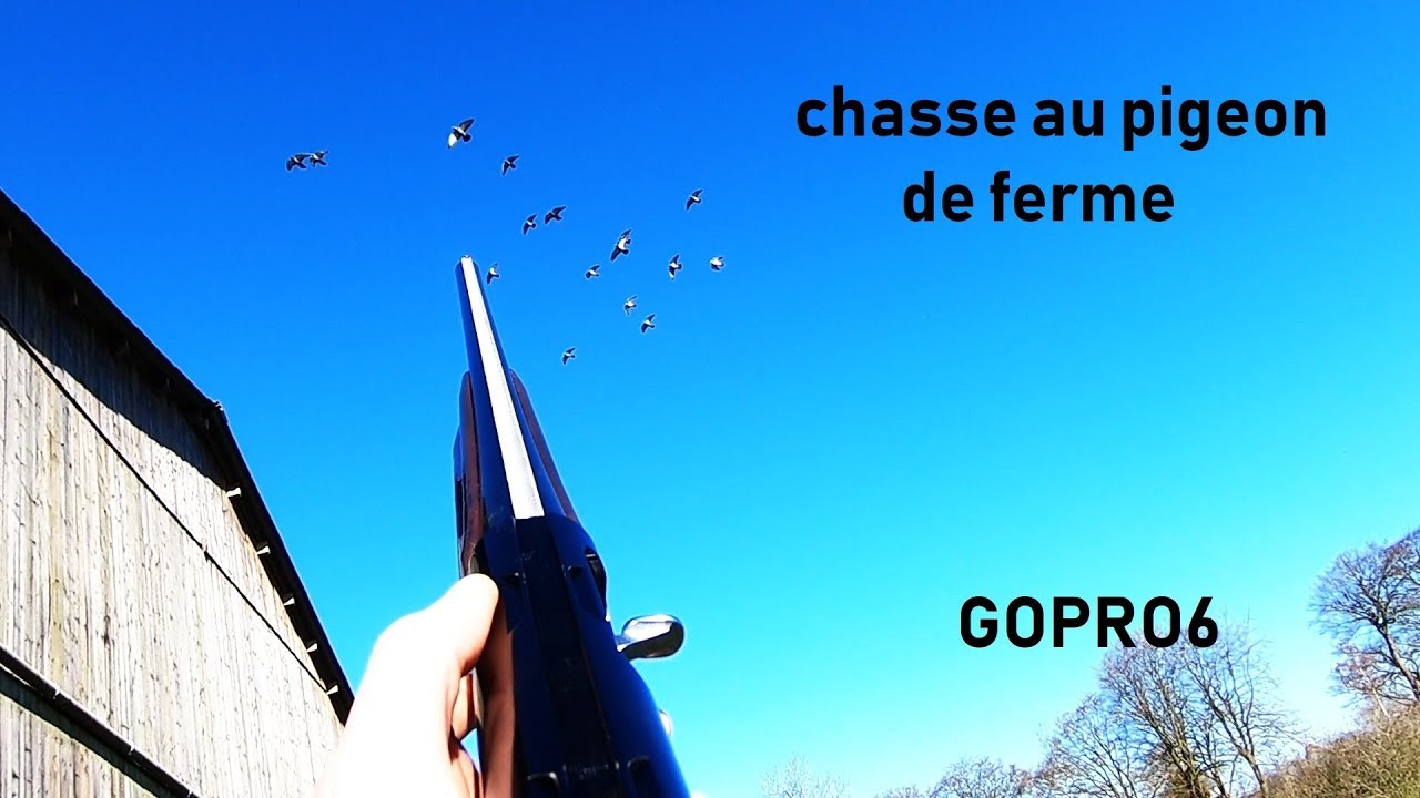 Chasse au pigeon de ferme /Des pigeons partout / GOPRO6 - YouTube