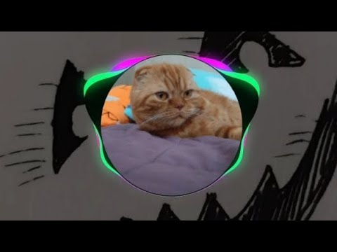 cat (sped up) music 🎵 - YouTube