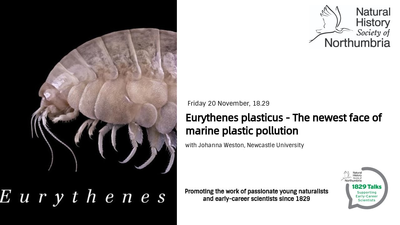 Eurythenes plasticus - the newest face of marine plastic pollution - YouTube