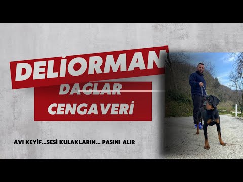 Artvin Dağlarının Cengaverleri DeliOrman kopay köpekleri Eksilmez köpek kulübesinde sezonu bekliyor