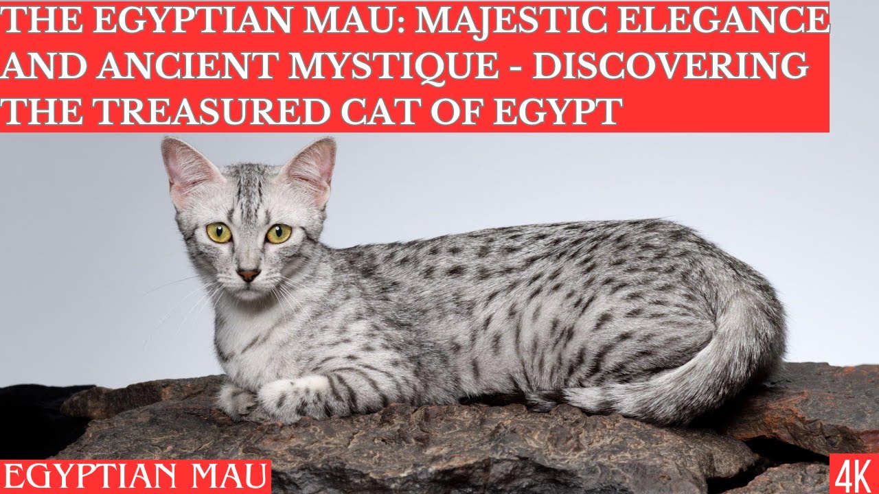 The Egyptian Mau: Majestic Elegance and Ancient Mystique - Discovering ...