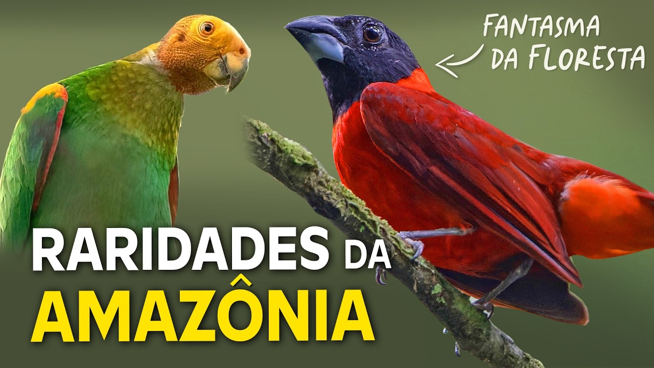 8 RARIDADES da AMAZÔNIA | AVES FANTASMAS da FLORESTA! - YouTube