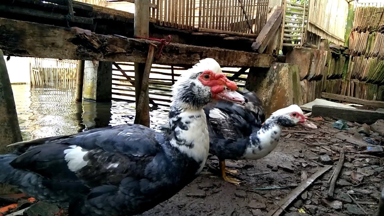 bebek berenang, hewan ternak, hewan peliharaan, bebek, entog/mentok ...