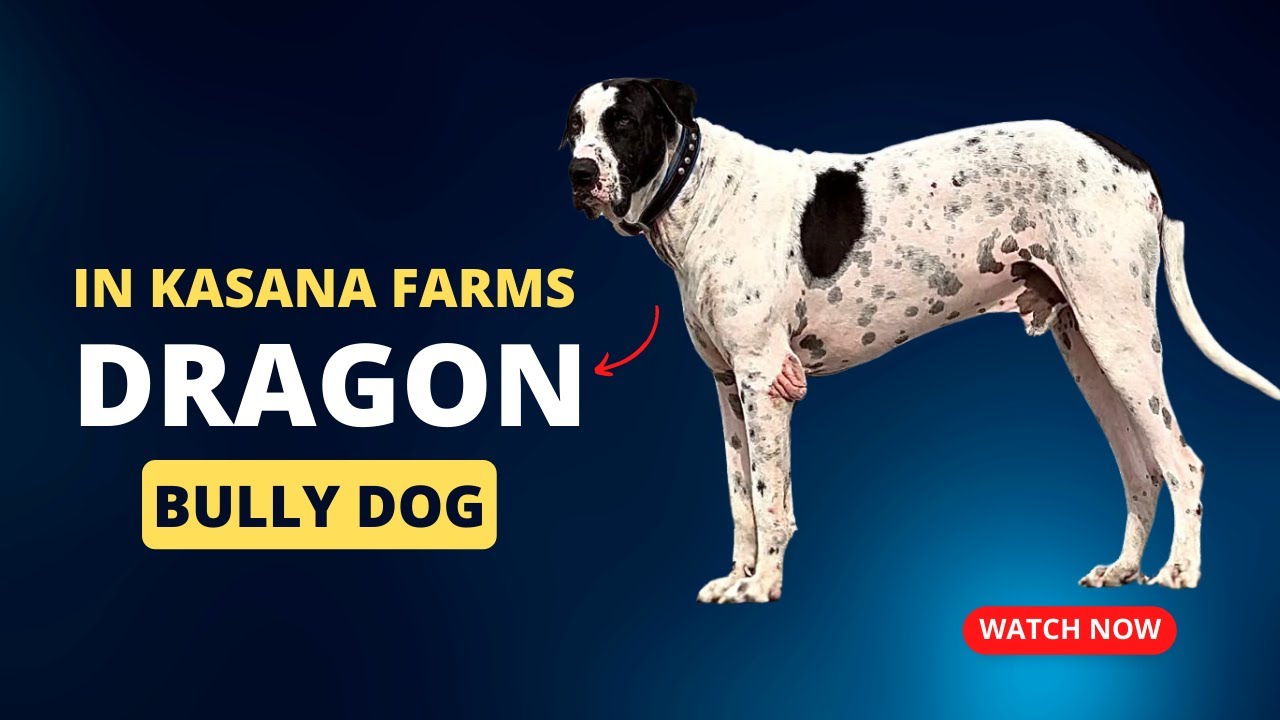 DRAGON The great bullydog - YouTube