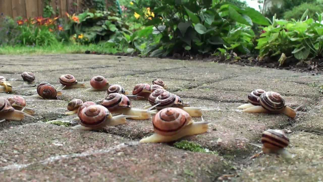 Schnecken Invasion / Snails Invasion - YouTube