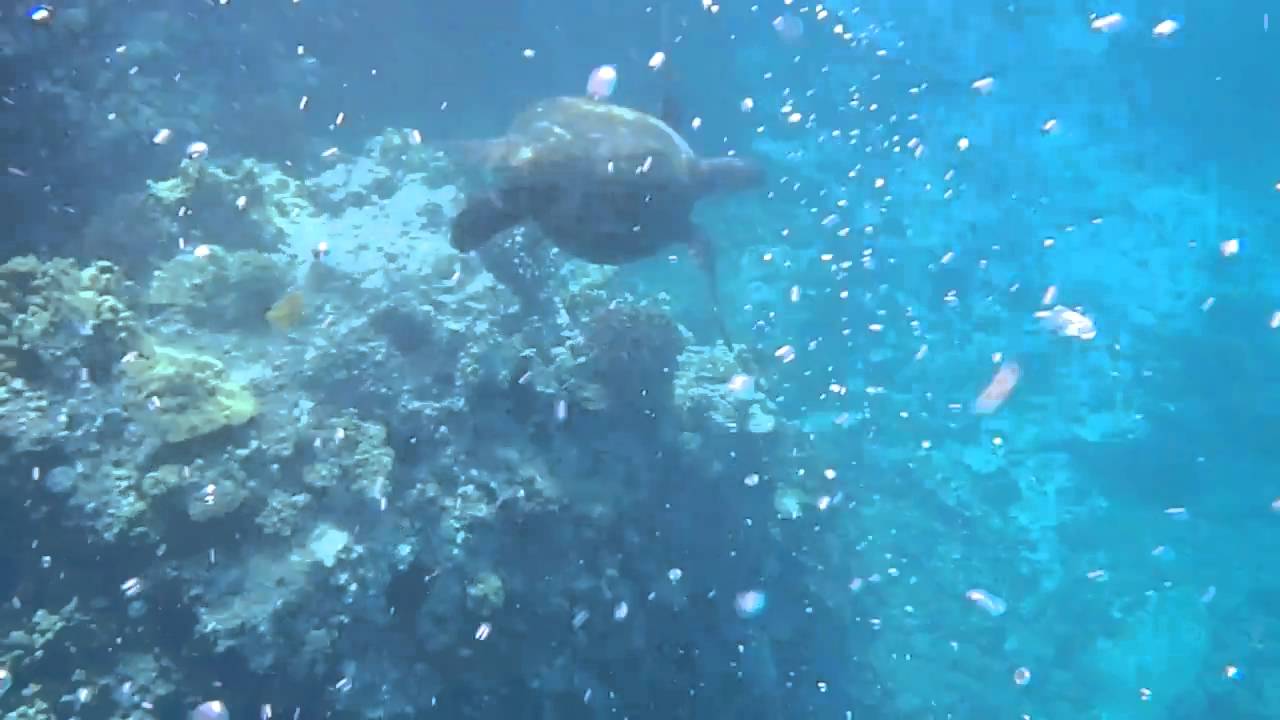 fisher turtle.MP4 - YouTube