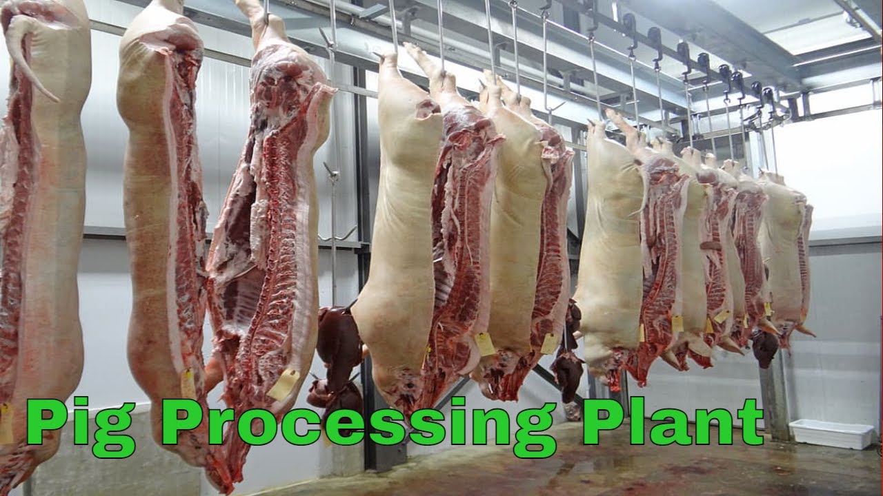 Meat processing technology | Meat processing food technology | Pigs ...