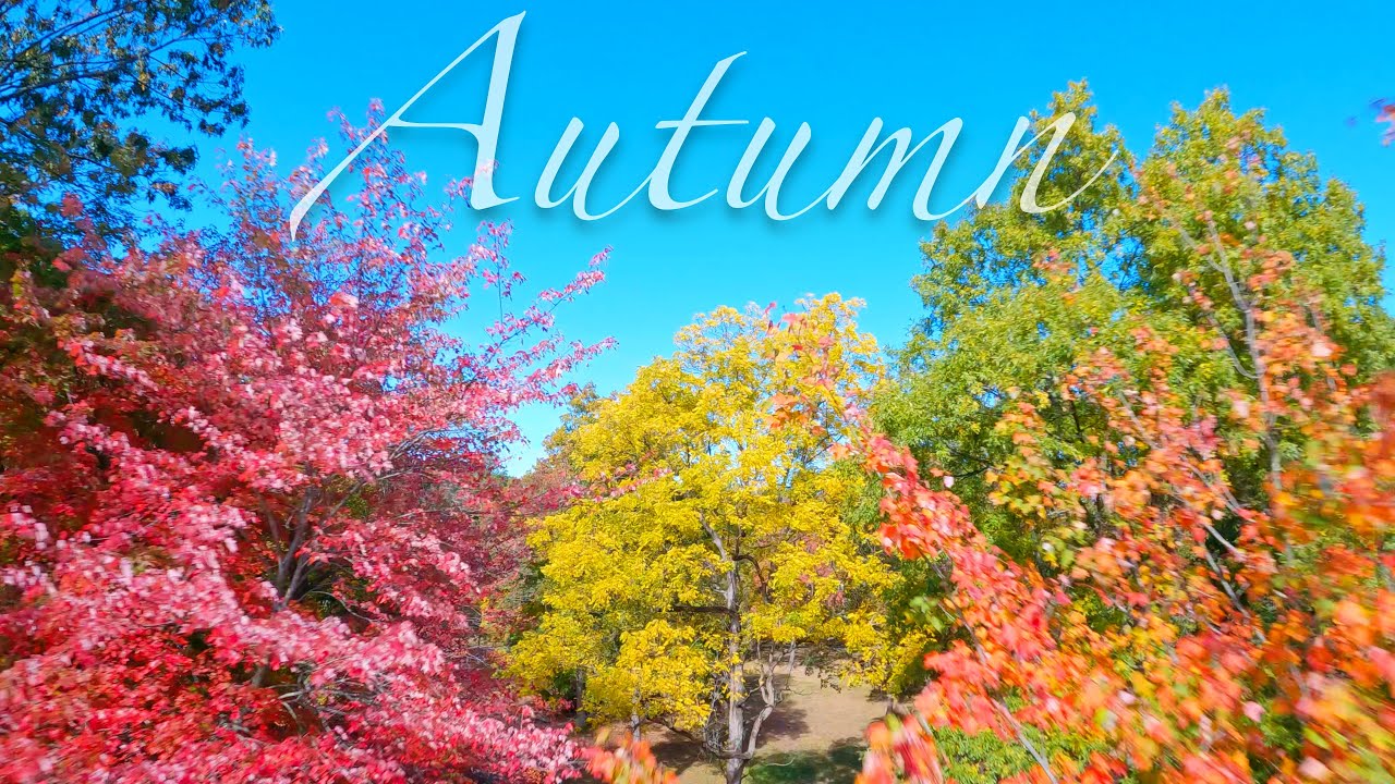 Fly Inside Autumn | Fall Colors In 4k 60FPS #FPV - YouTube