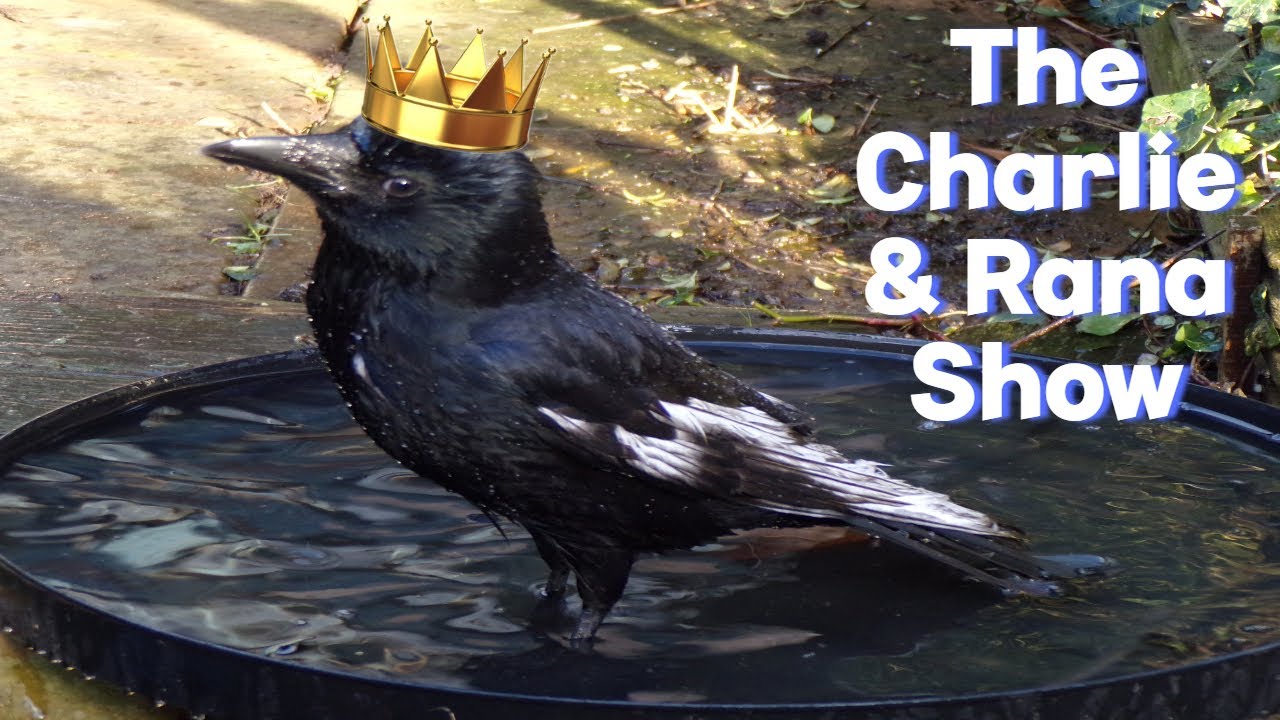 The Charlie & Rana Show - YouTube