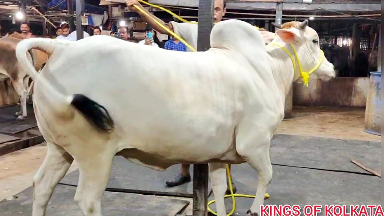 BEAUTIFUL AND VERY YOUNG BACHI COW OF BAGJALLA MEMORIES 🔥#viral # ...