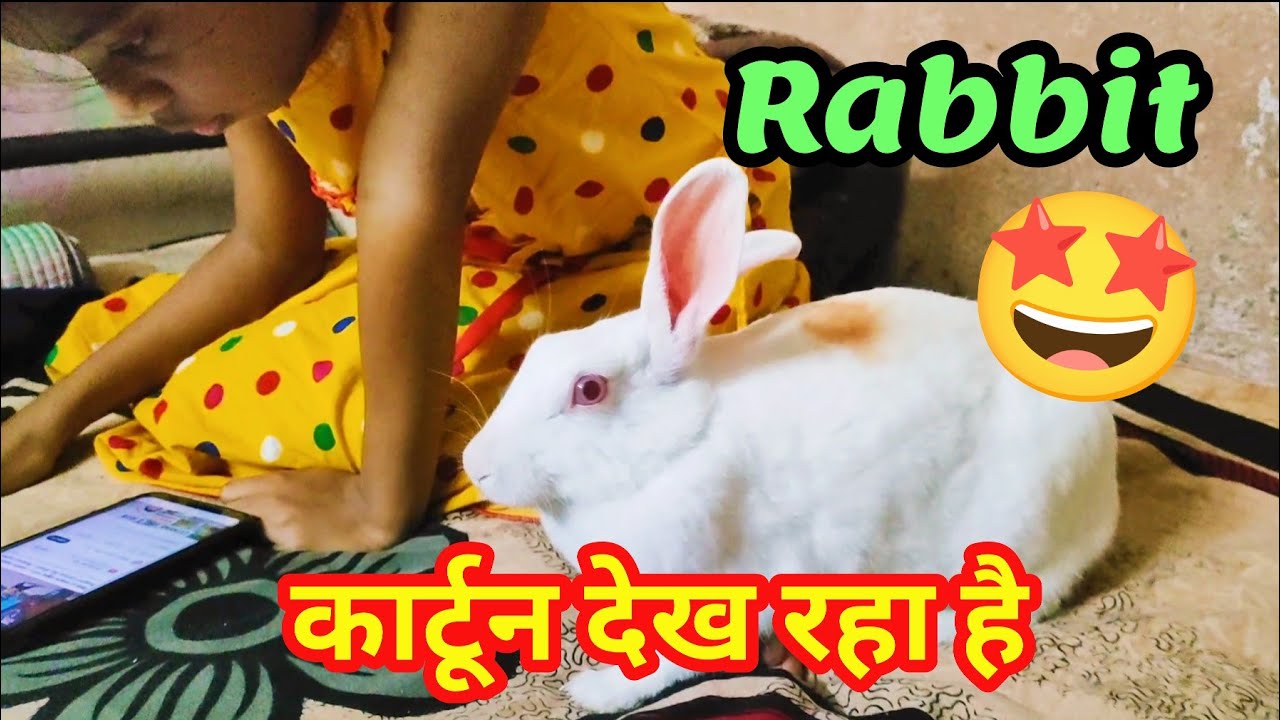 Funny and cute baby bunny rabbit video,, funny rabbit video,, - YouTube
