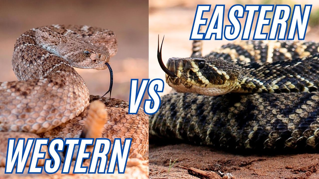 Eastern vs. Western Diamondback: Which Bite is Deadlier ...