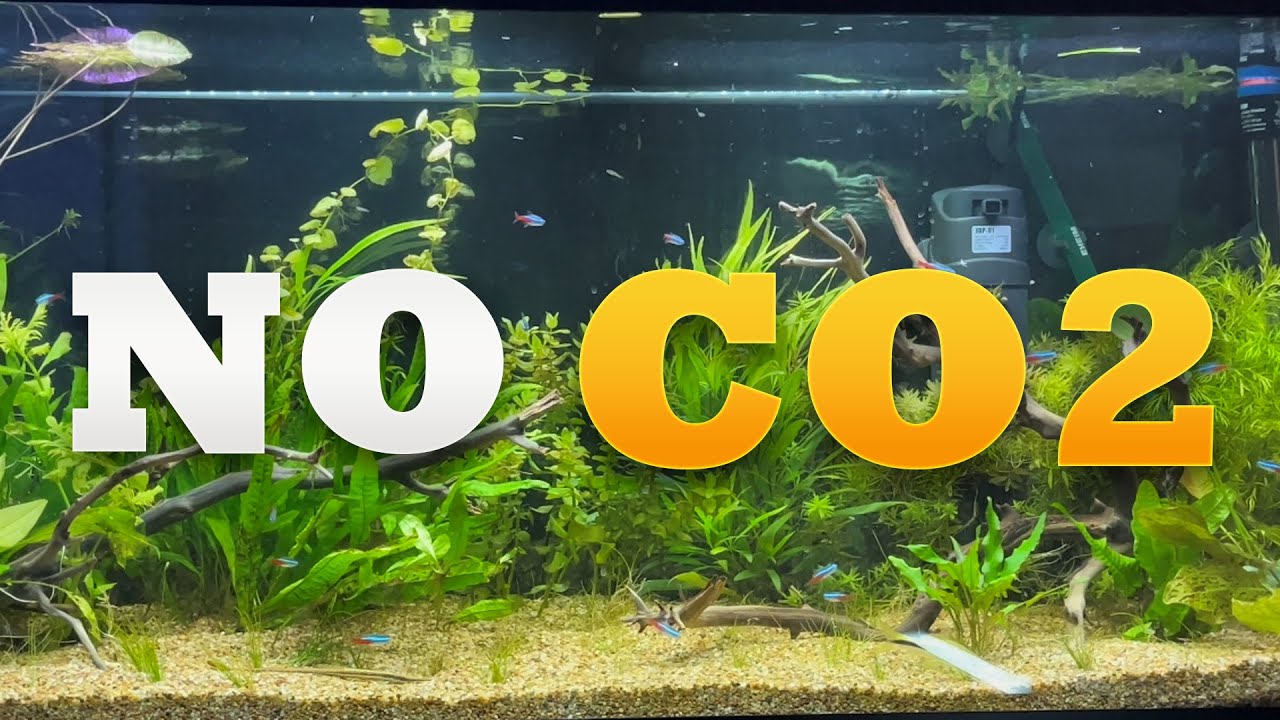 New 75 gallon planted fish tank (NO CO2) - YouTube