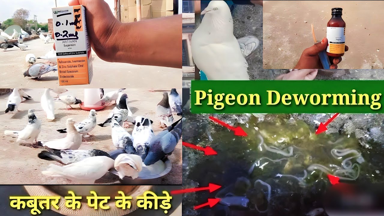 how to deworm pigeons | best medicine for deworming || kyarish kadri # ...