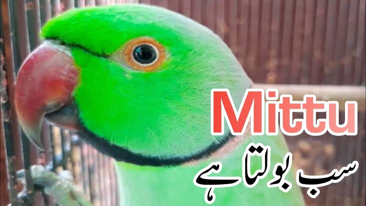 Raw parrot Taking mittu tota #mittu - YouTube