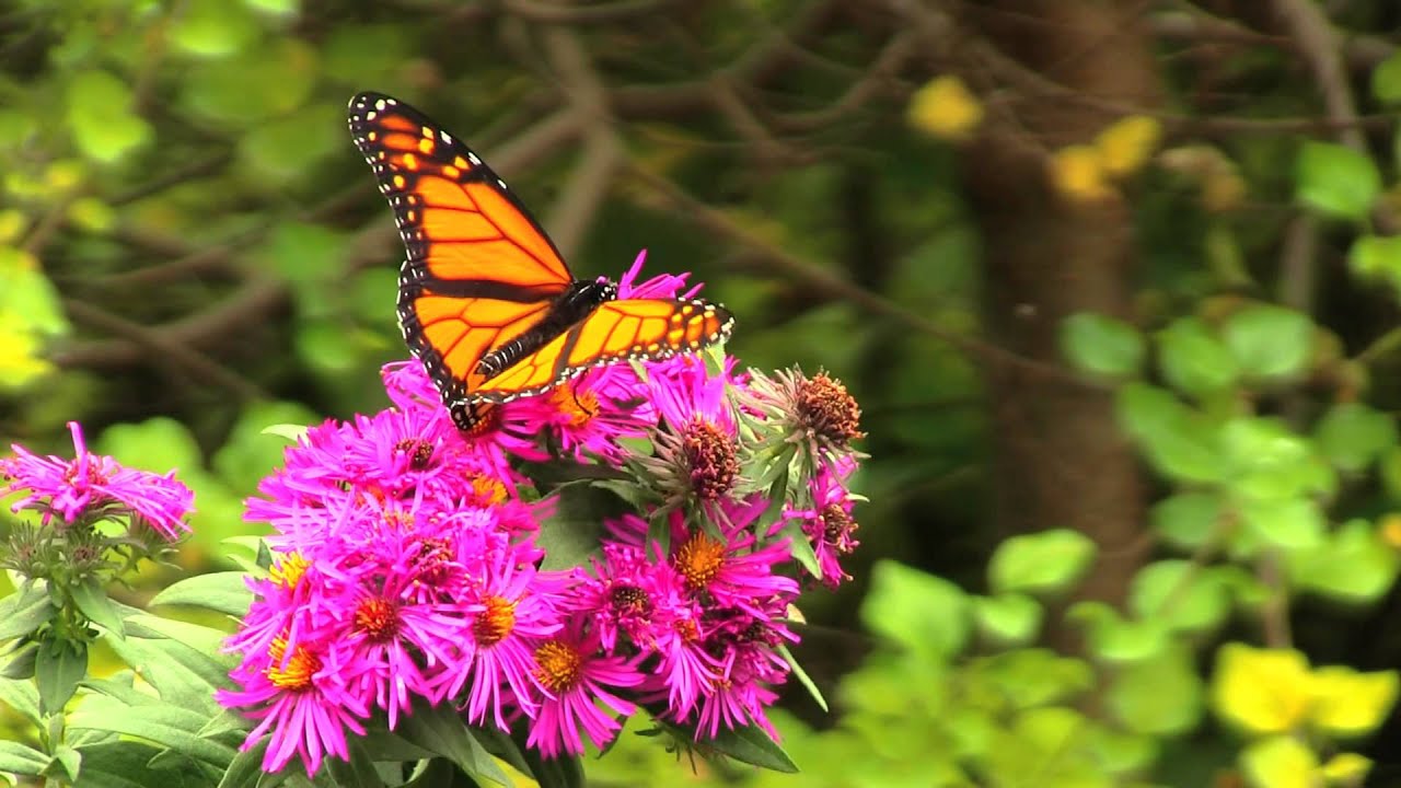 Fall flowers and insects in Nebraska - YouTube