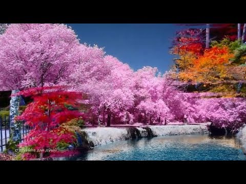 Прекрасная музыка для души ✿ Волшебная красота природы